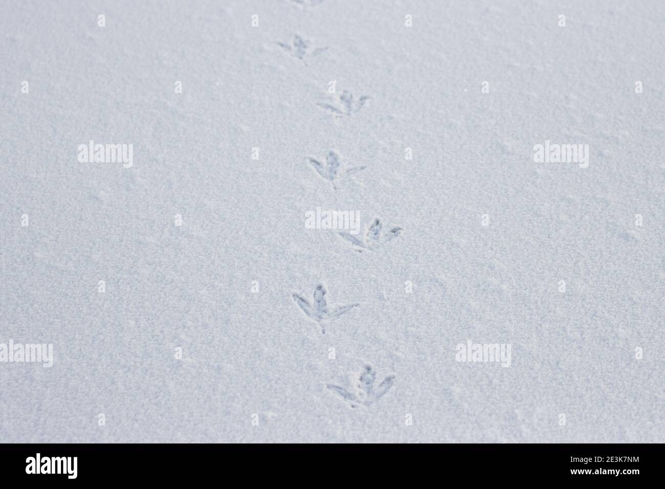 bird footprints on white snow Stock Photo - Alamy