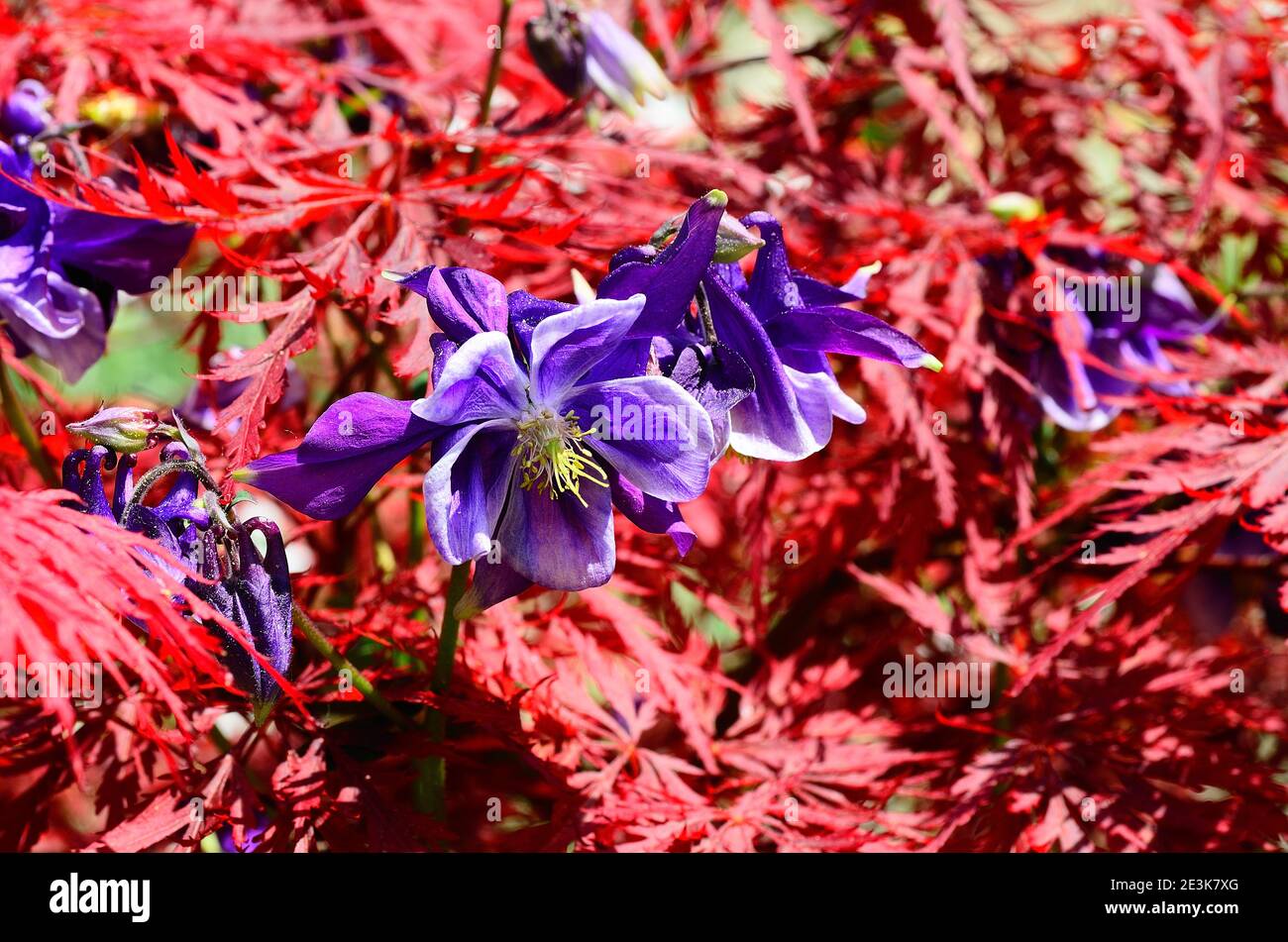 Crocus spring garden shrub hi-res stock photography and images - Alamy