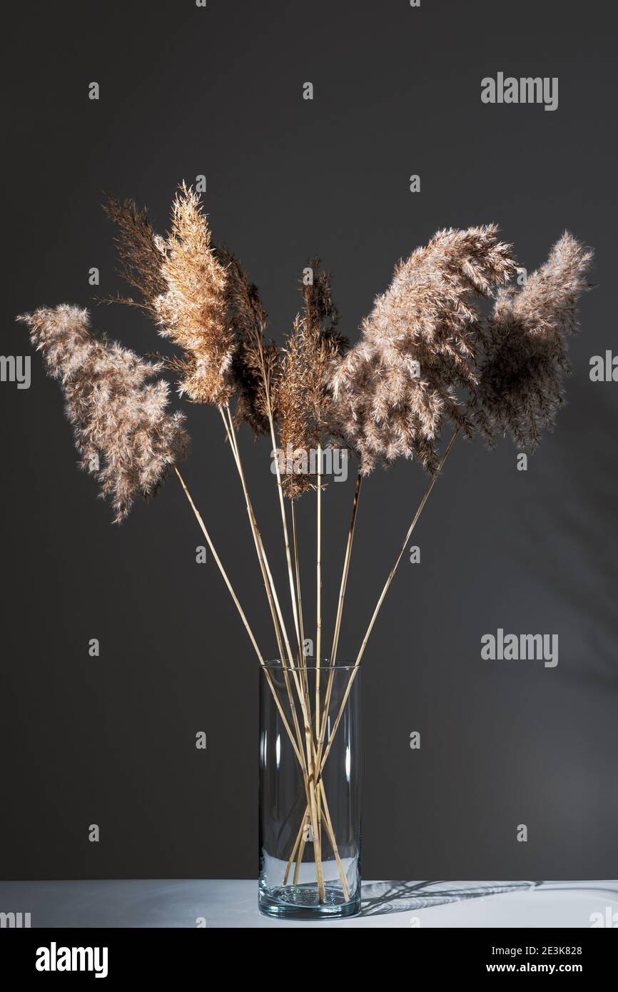Beige dry reeds in glass transparent vase on white table against gray ...