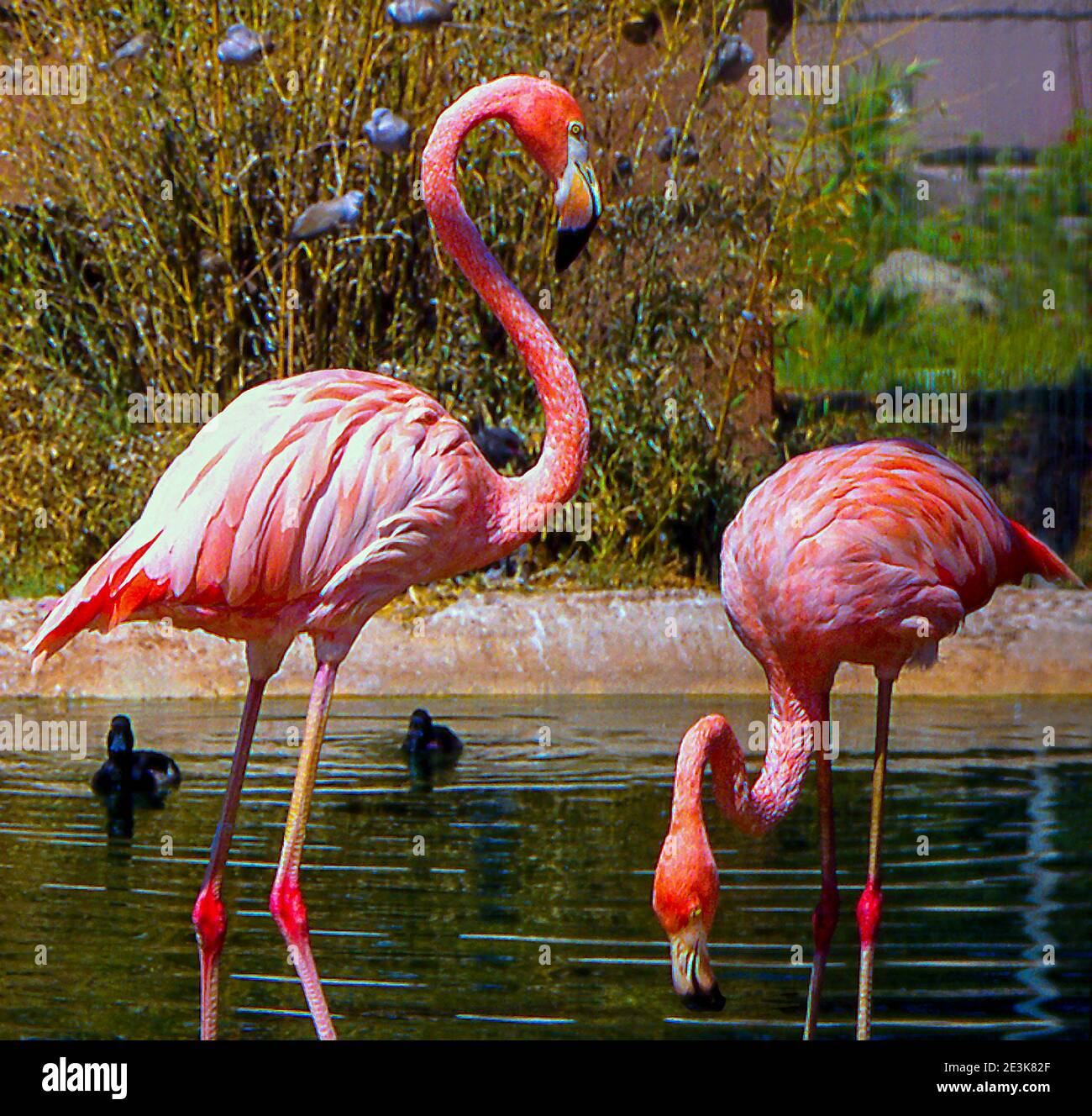 Image of Pink Flamingos at the Frejus Zoo Stock Photo - Alamy
