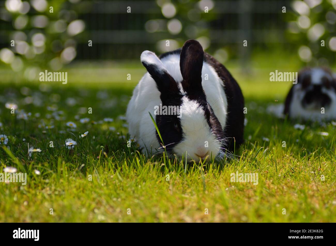 Two rabbits in grass and garden Stock Photo - Alamy