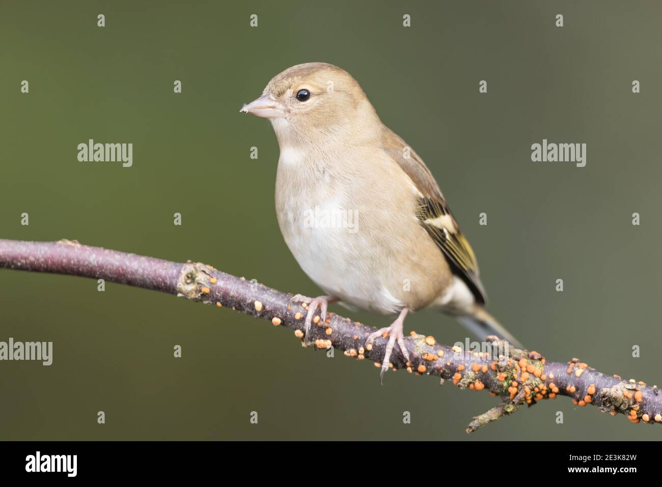 Juvenile chaffinch hi-res stock photography and images - Alamy