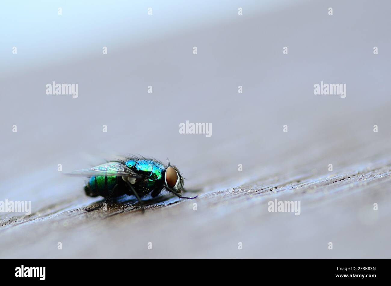 colorful fly on a surface Stock Photo - Alamy