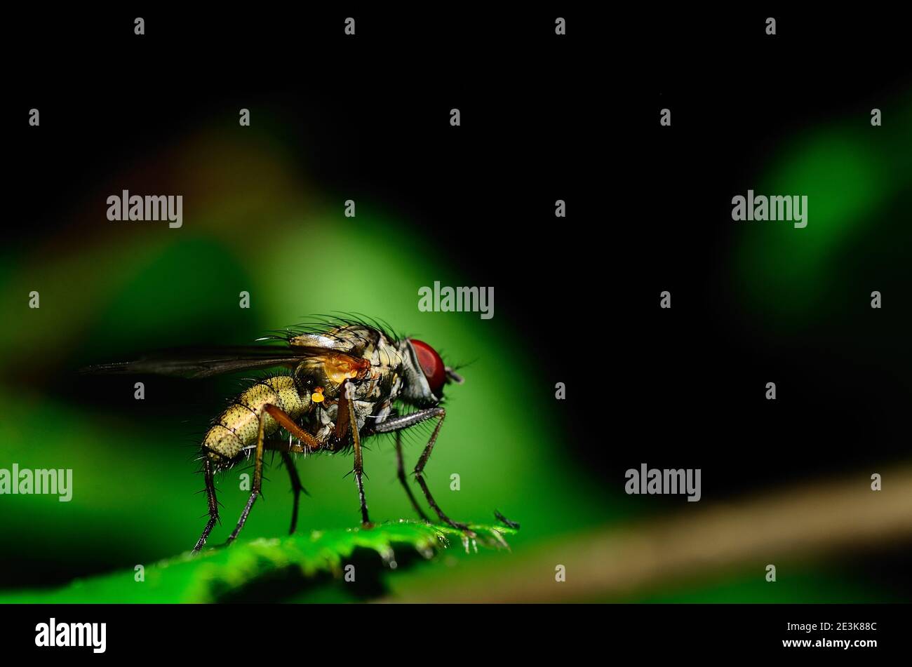 colorful fly on a green leaf Stock Photo - Alamy