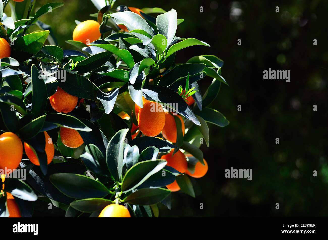 Very small orange fruits hi-res stock photography and images - Alamy