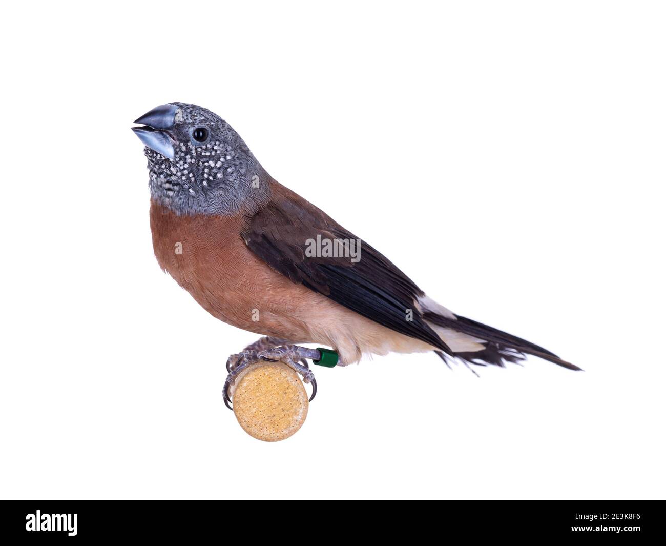 Grey-headed silverbill aka Lonchura griseicapilla. Isolated on white ...