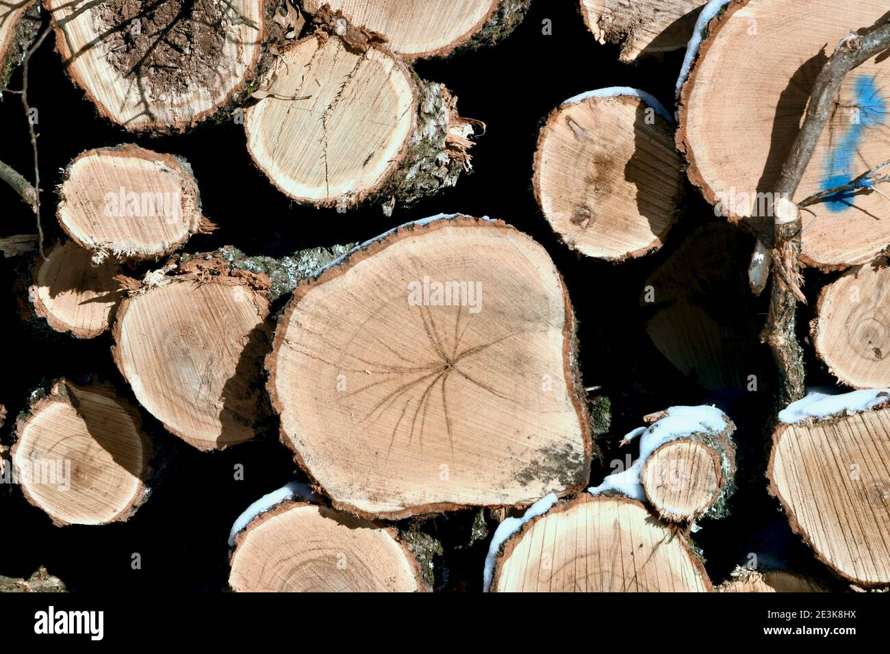 Pile of tree stumps hi-res stock photography and images - Alamy