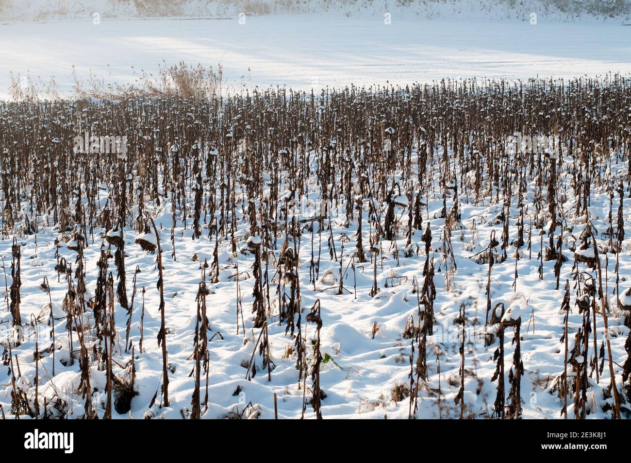 Sunflower covered frost on sunny hi-res stock photography and images ...