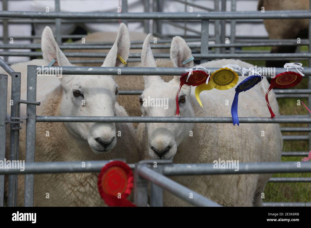Scottish village agricultural show hi-res stock photography and images ...