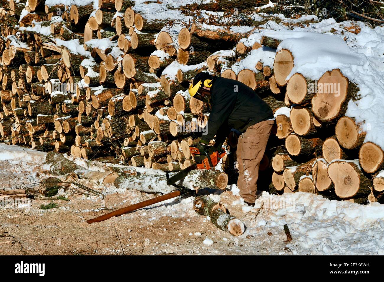 Male lumberjack or logger, using s chainsaw to cut logs and stack them ...
