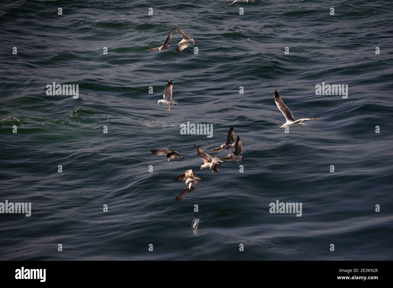 many seagulls catching fish at sea Stock Photo - Alamy