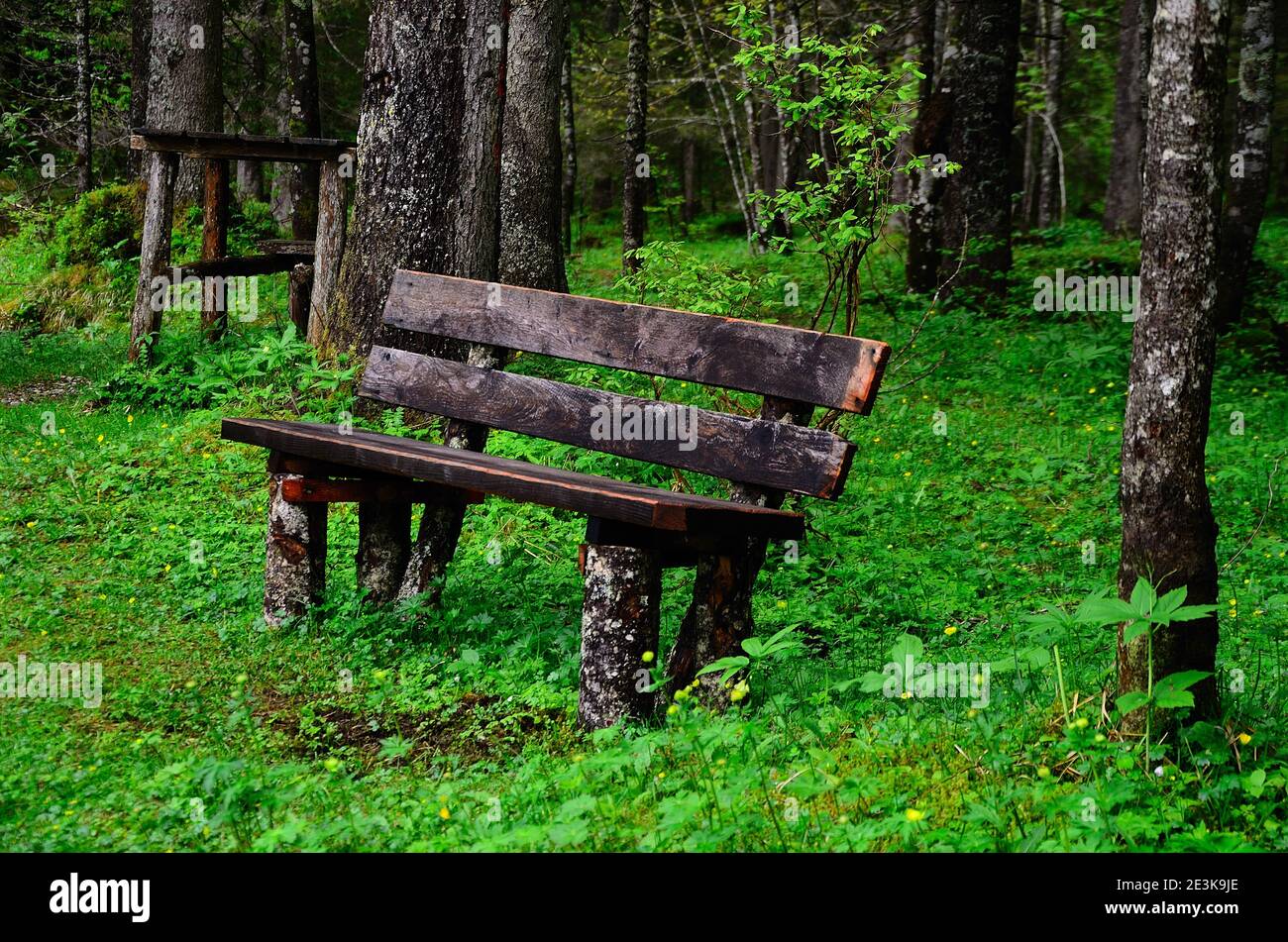 old wooden bench to sit in the woods Stock Photo - Alamy