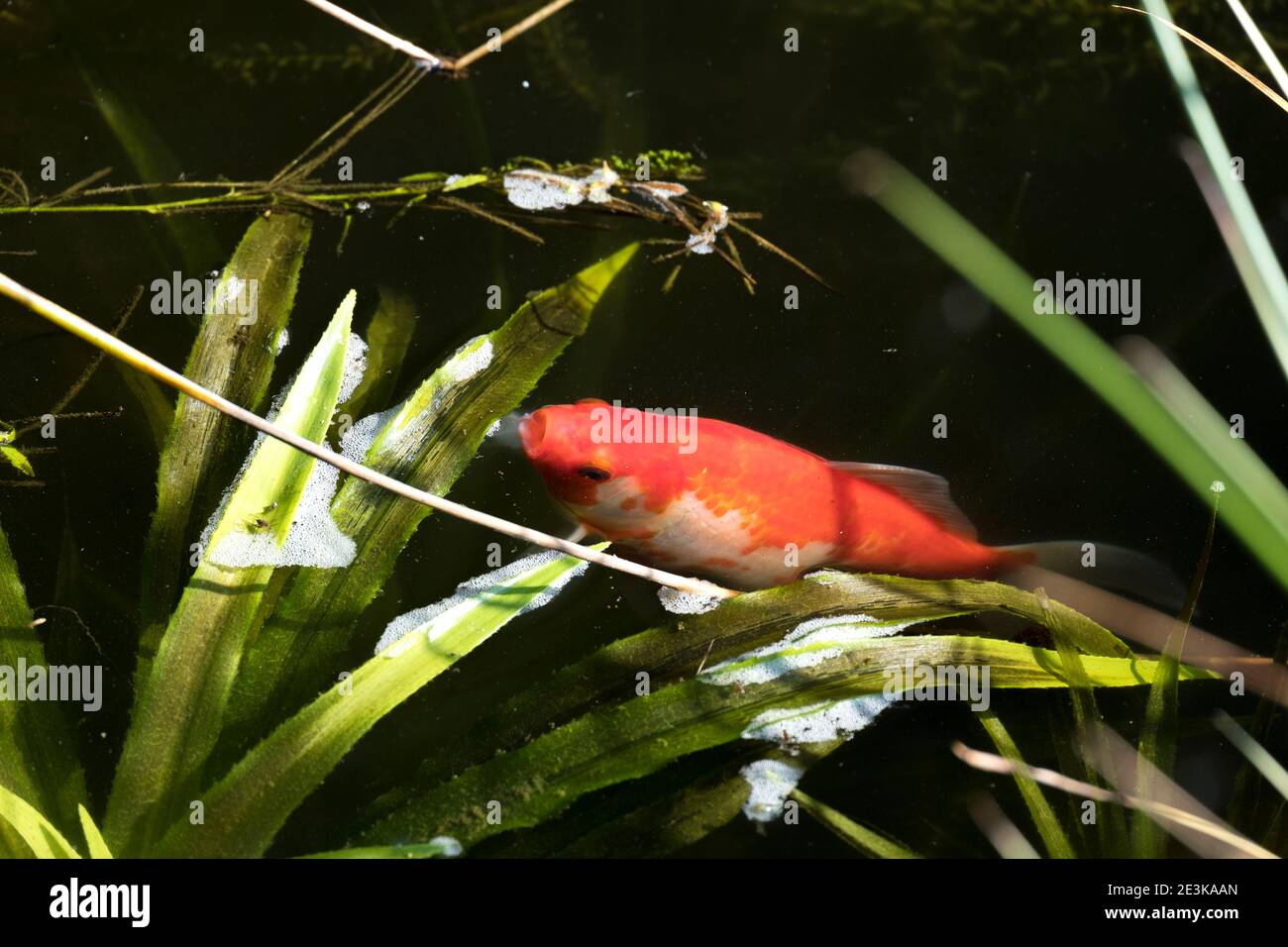 Gasping for air hi-res stock photography and images - Alamy