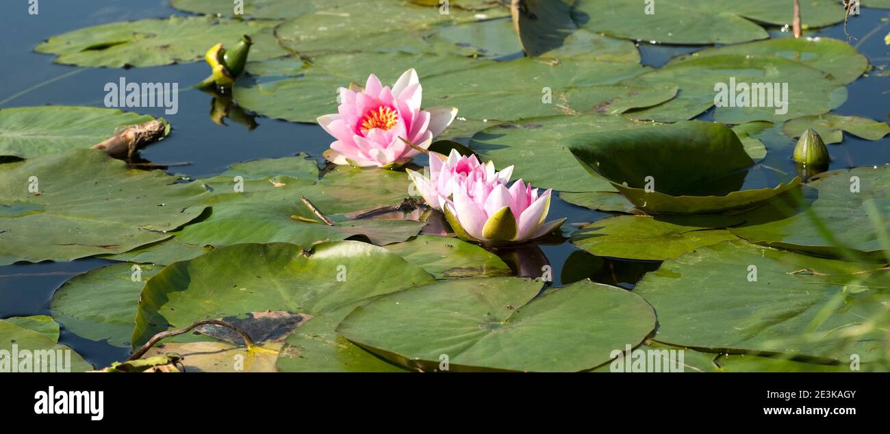 Wide pads hi-res stock photography and images - Alamy