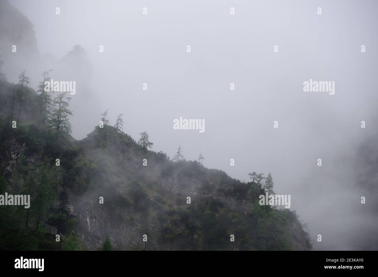 forest on high mountain with heavy fog Stock Photo - Alamy