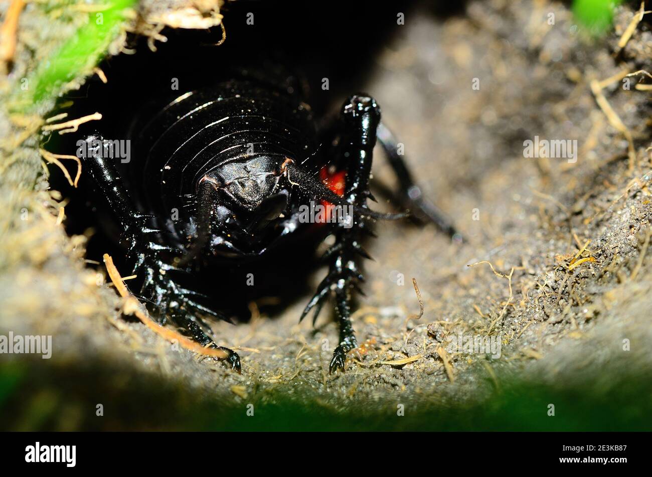 big black cricket hides in the hole in the ground Stock Photo - Alamy