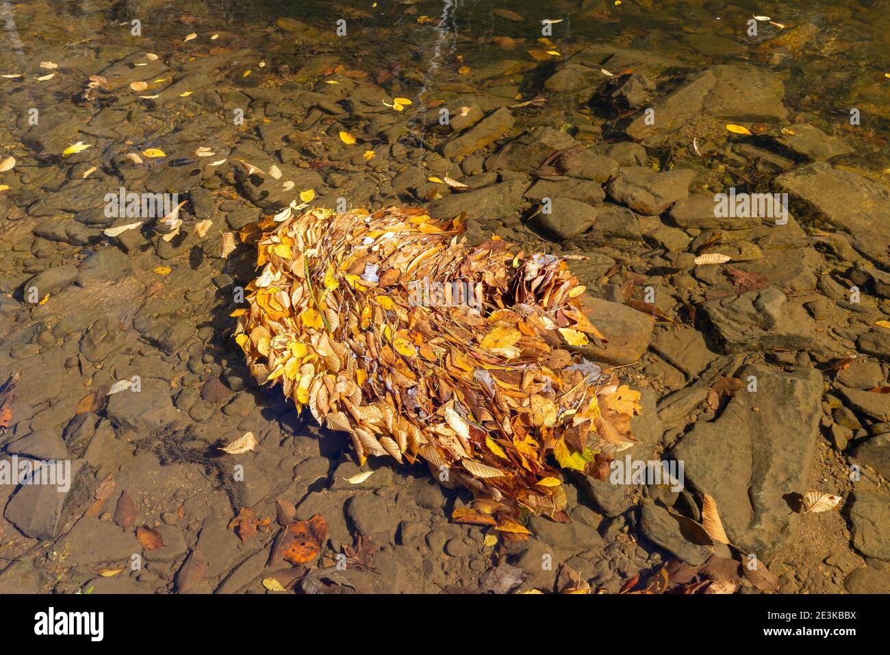 Leaves Floating On River High Resolution Stock Photography and Images ...