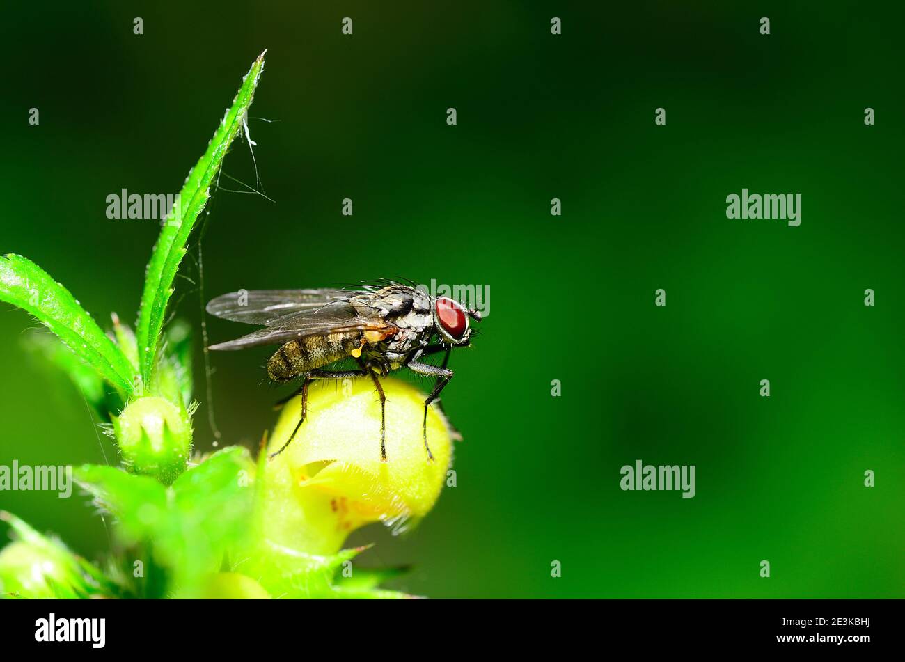 fly with green background view from the side Stock Photo - Alamy