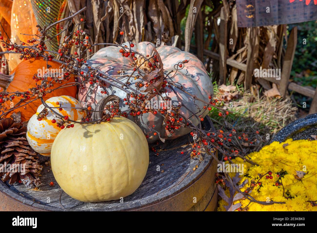 Decorations to celebrate autumn are on display Stock Photo - Alamy