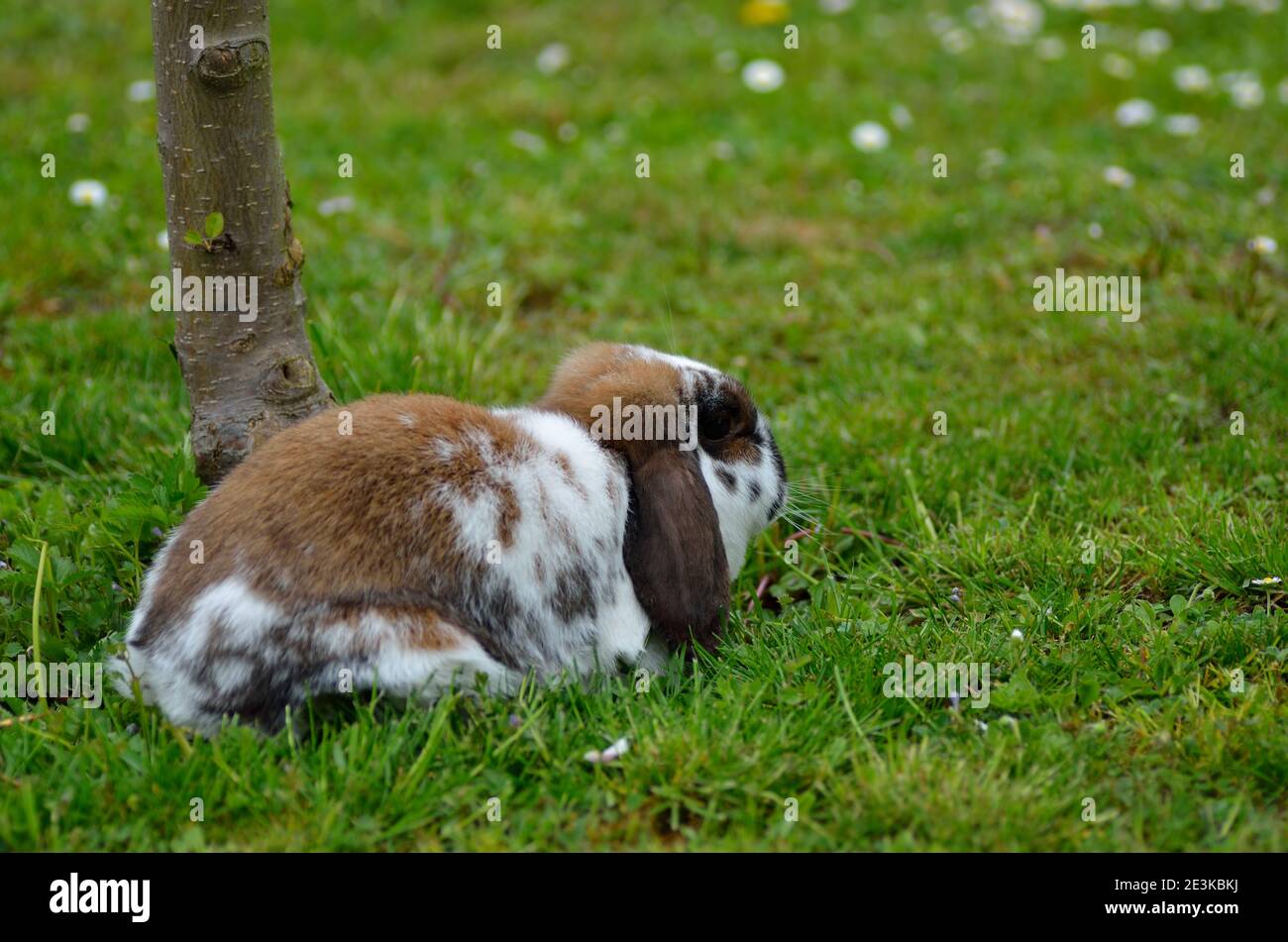small brown white bunny sitting in the garden in green grass Stock ...