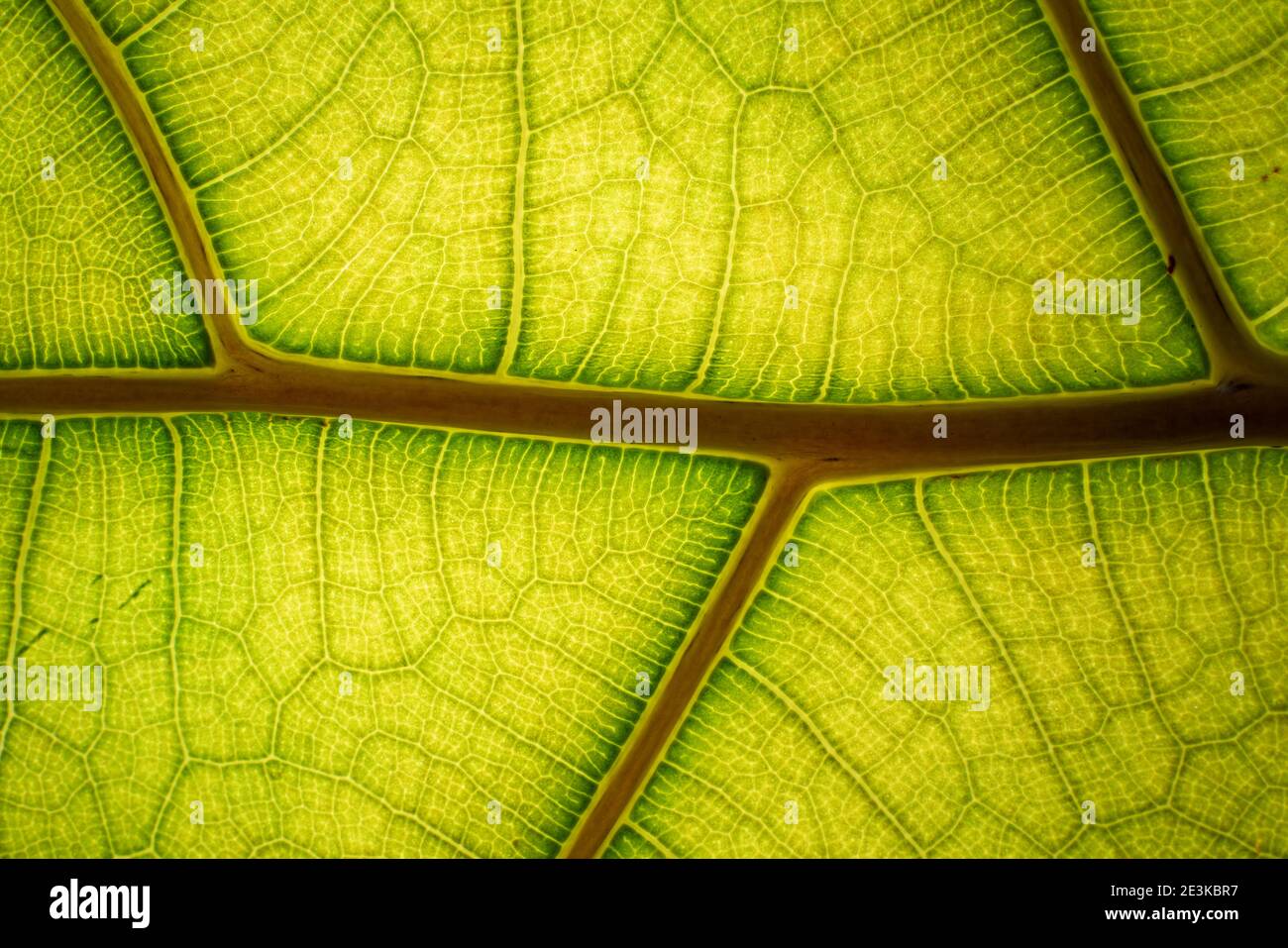 Green Leaf Texture and Backlit Structure Chlorophyll Background Stock ...