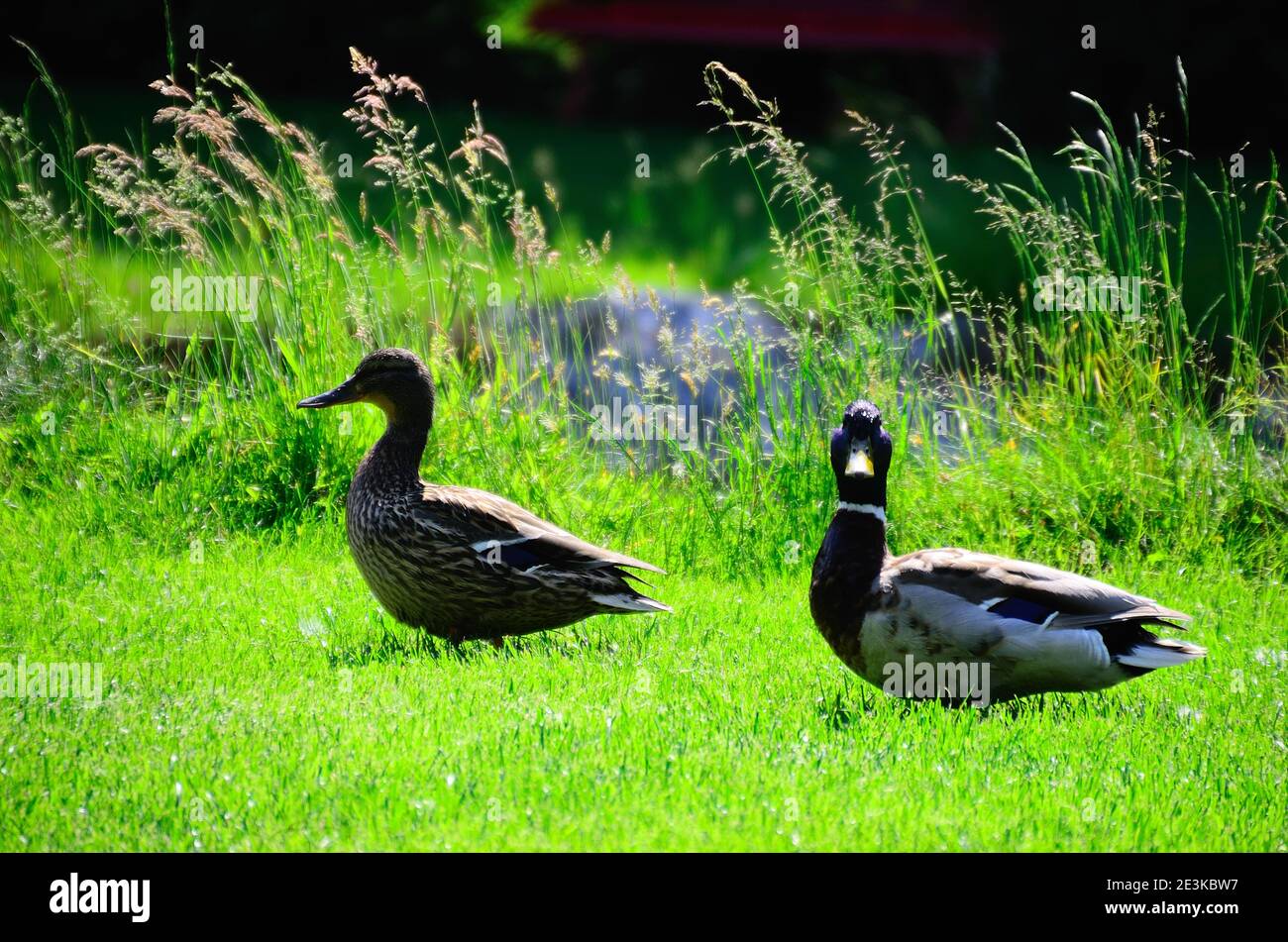 Two young duck hi-res stock photography and images - Alamy