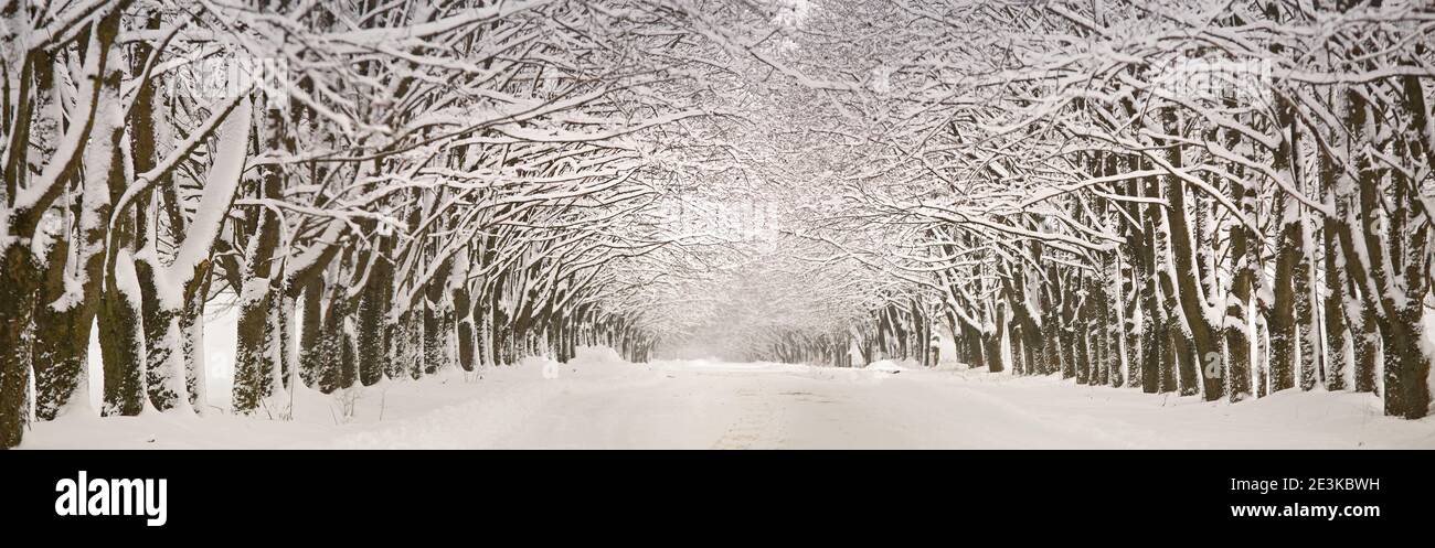 Winter snowy alley road panorama. Branches of maple trees. Snow-covered ...