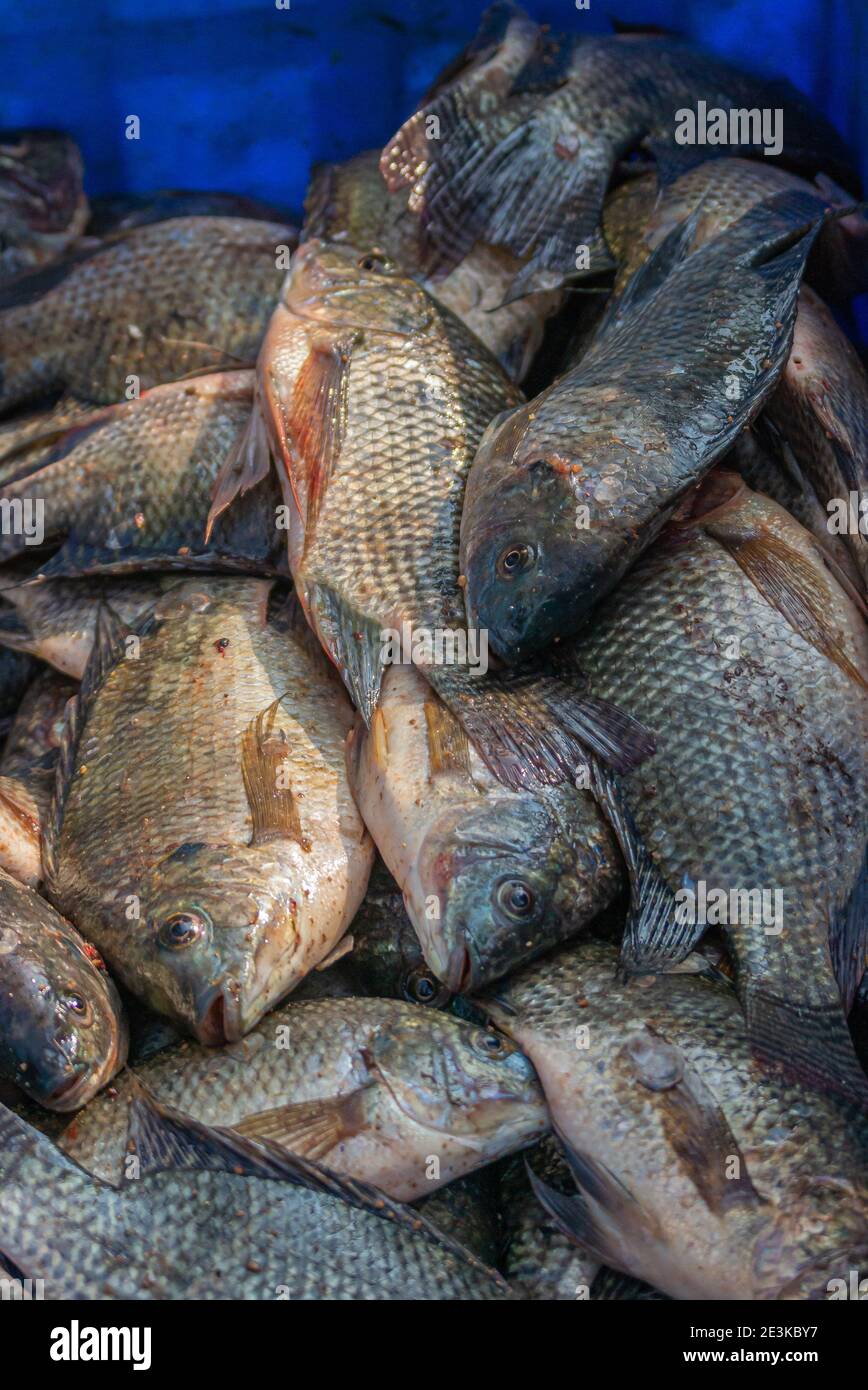 Hampi, Karnataka, India - November 5, 2013: On shore of Kamalapura Lake ...
