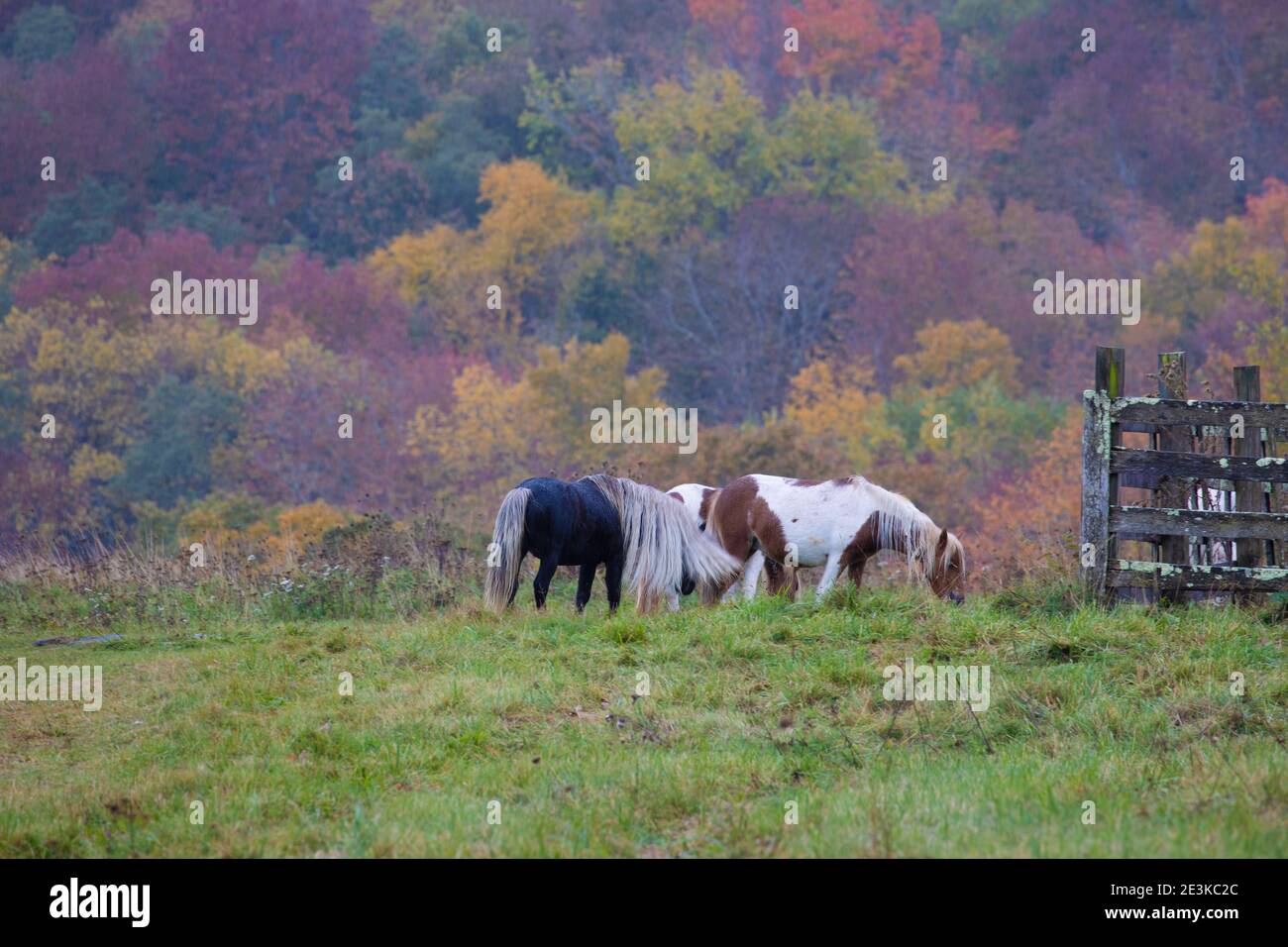 Wild ponies, one being the famous Fabio, graze at Greyson Highlands ...
