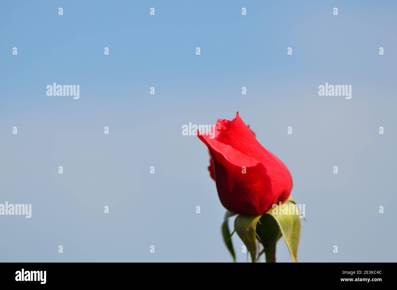 red rose and blue background of sky Stock Photo - Alamy
