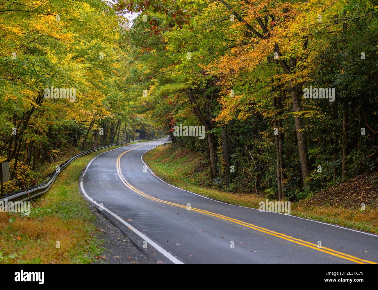 Autumn trees borders both sides of the road winding through the ...