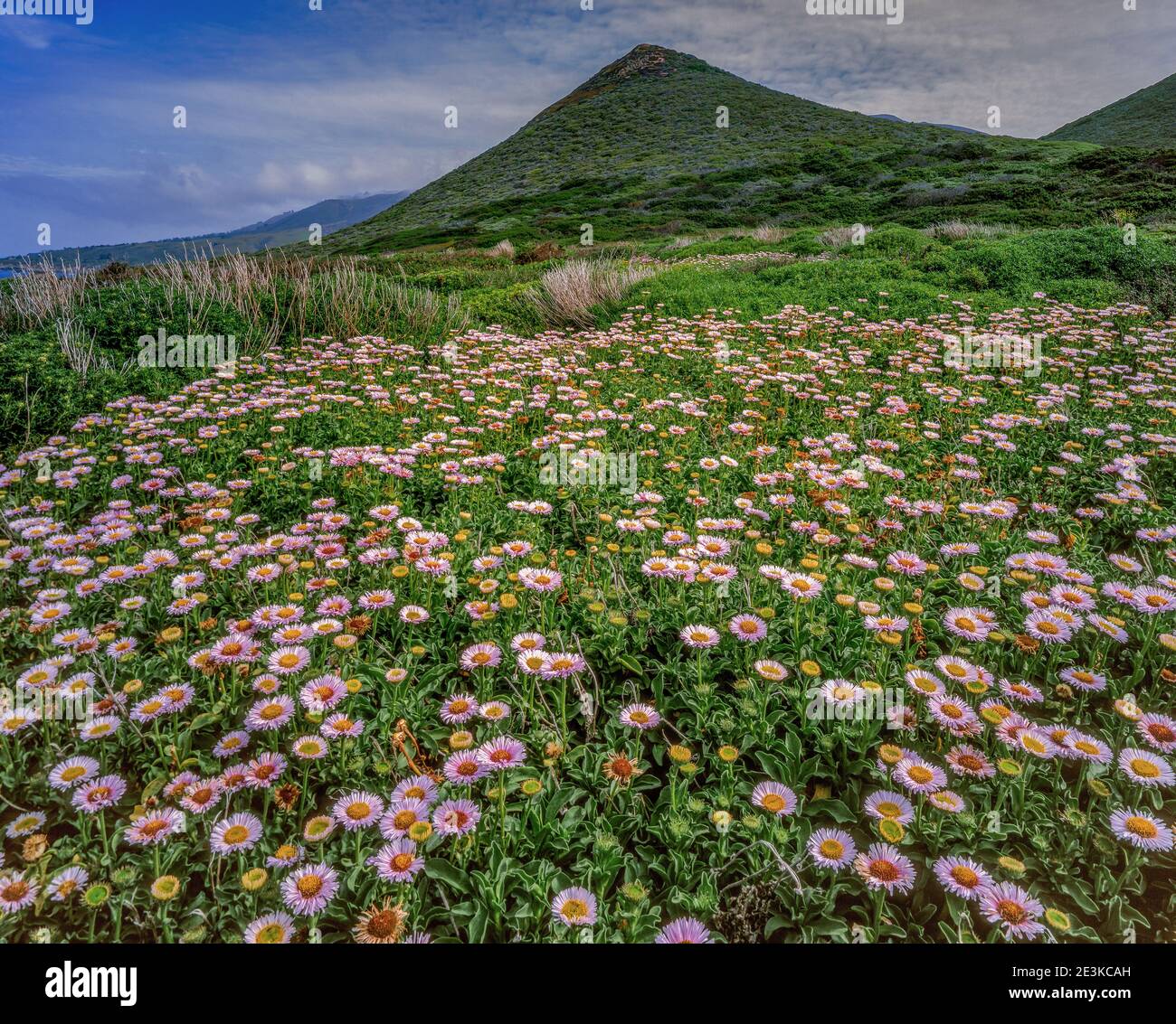 Seaside daisy hi-res stock photography and images - Alamy