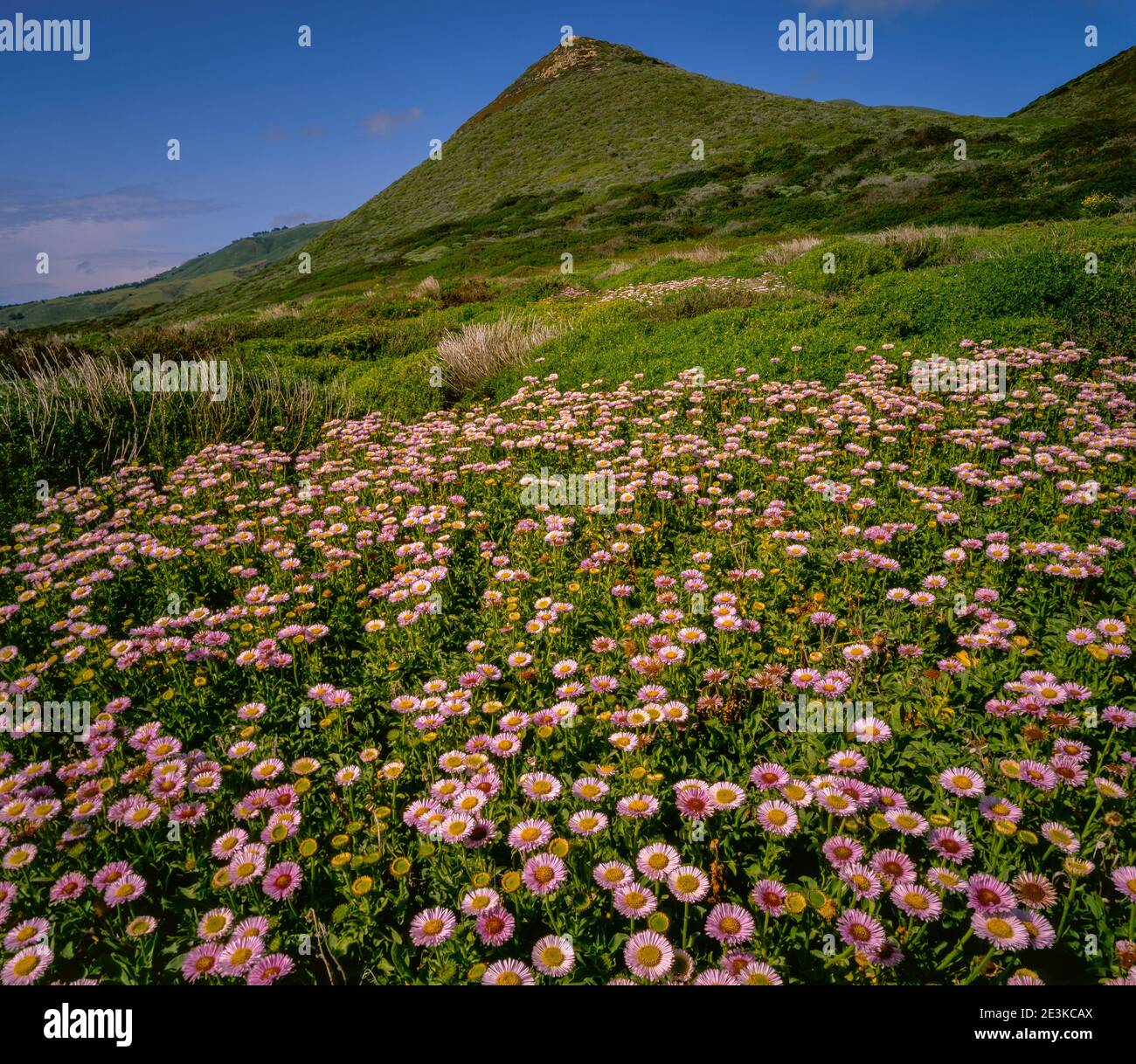 Seaside Daisy High Resolution Stock Photography and Images - Alamy