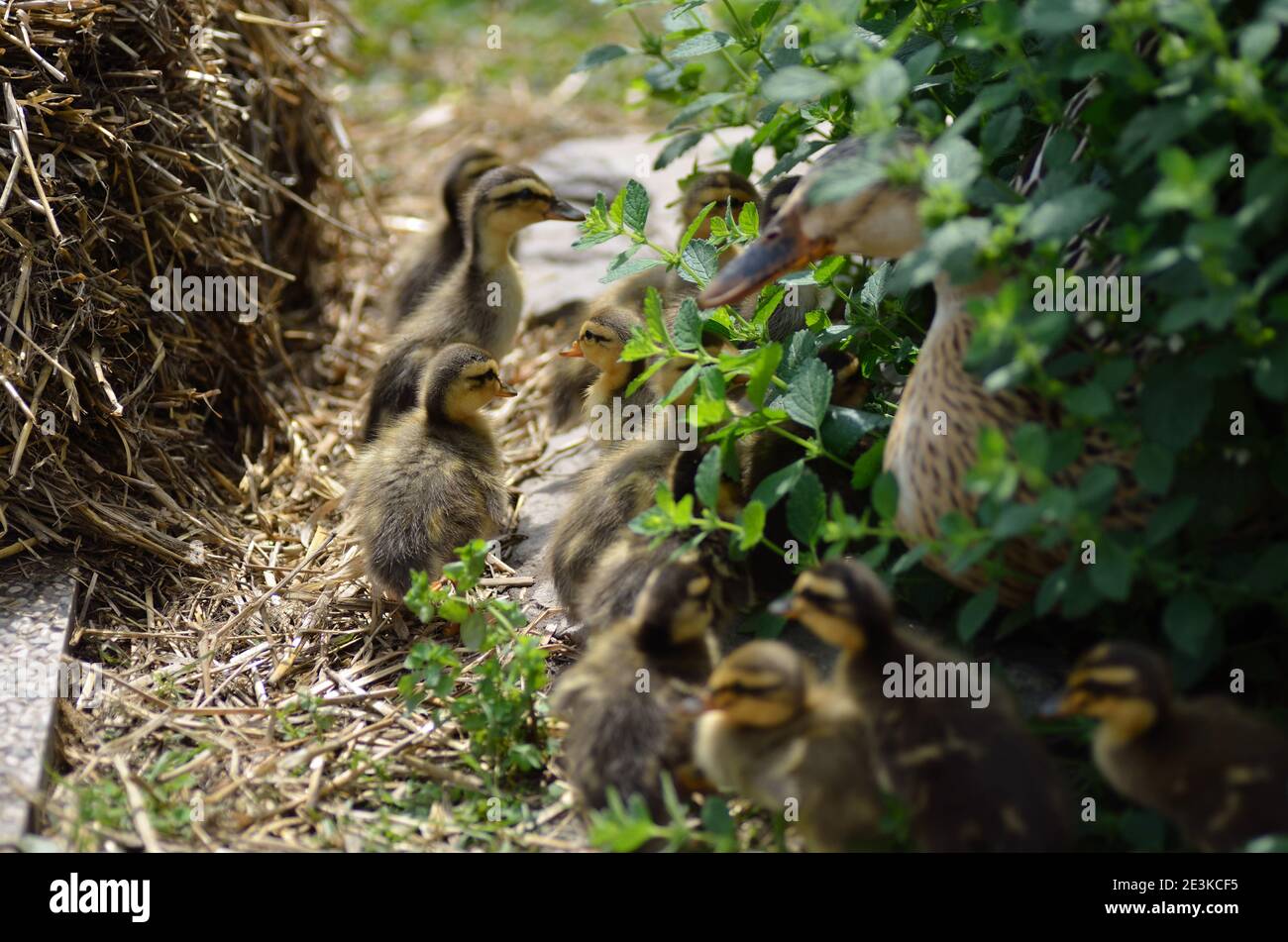 Fluffy ducks hi-res stock photography and images - Alamy