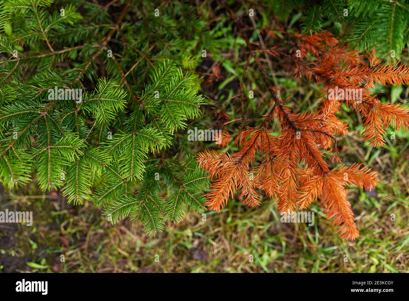 Blue spruce texture hi-res stock photography and images - Alamy