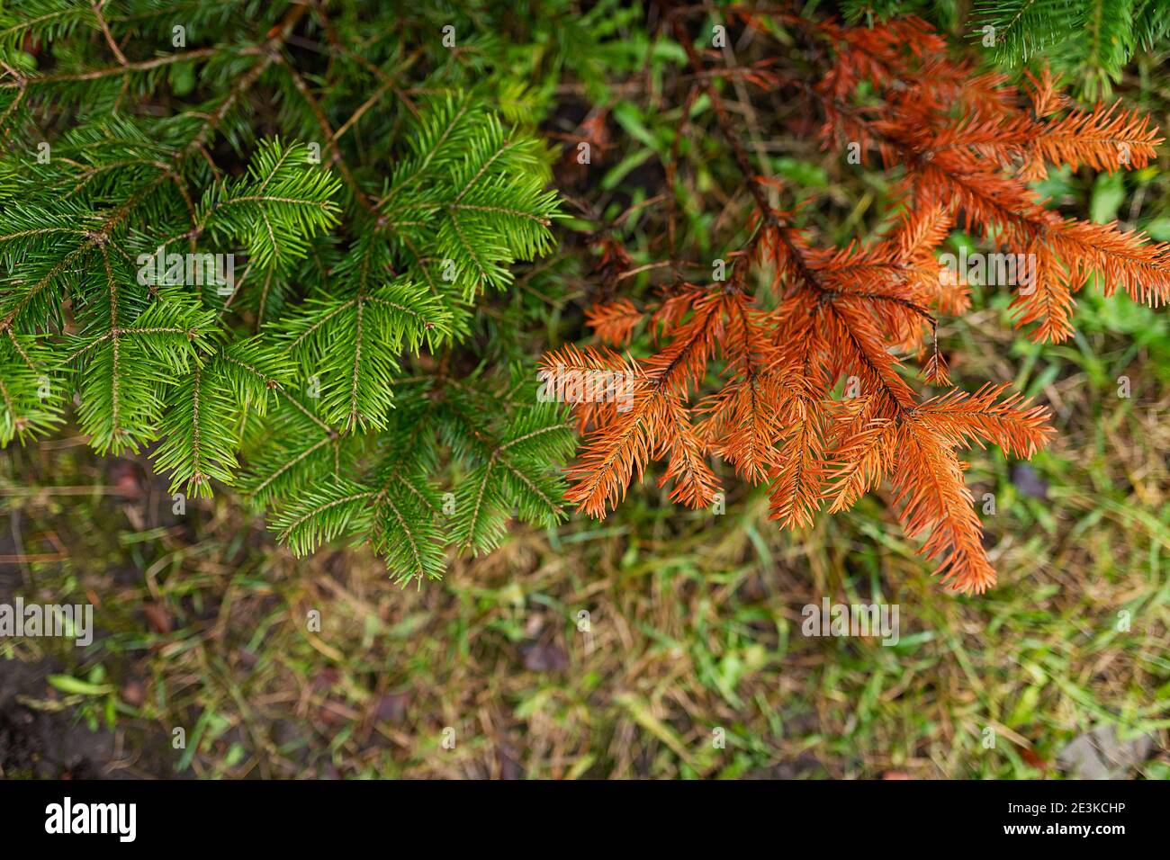 green and dry spruce branches, withering tree and young growth, the ...