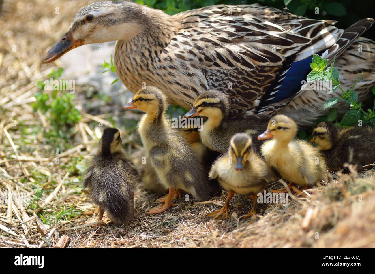 Baby runner hi-res stock photography and images - Alamy