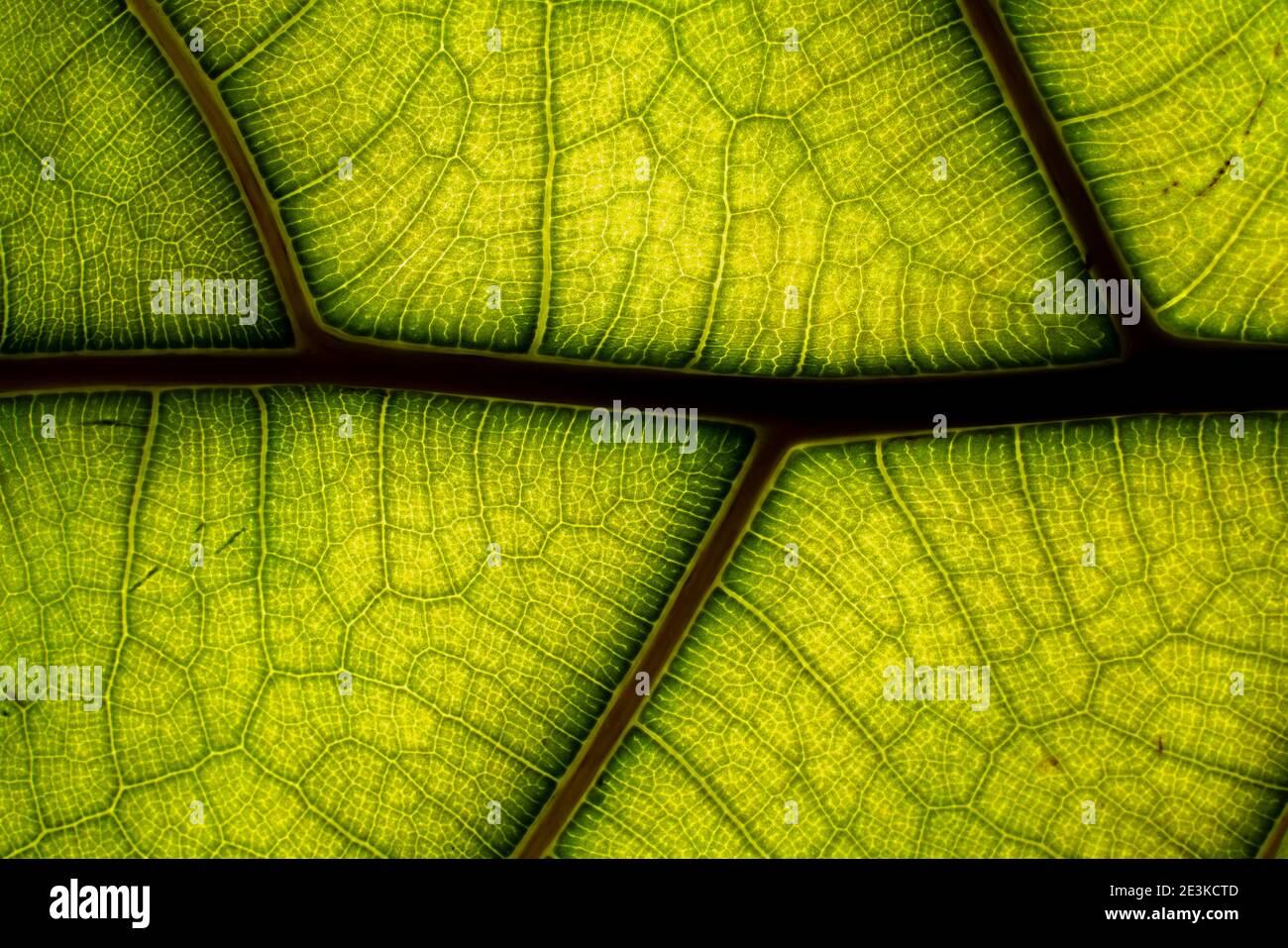 Green Leaf Texture and Backlit Structure Chlorophyll Background Stock ...