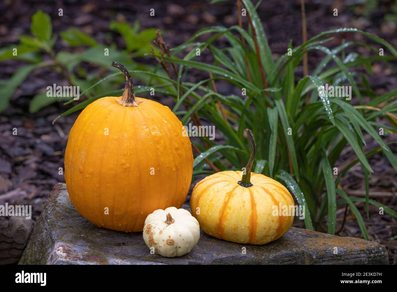 Different leaf size hi-res stock photography and images - Alamy
