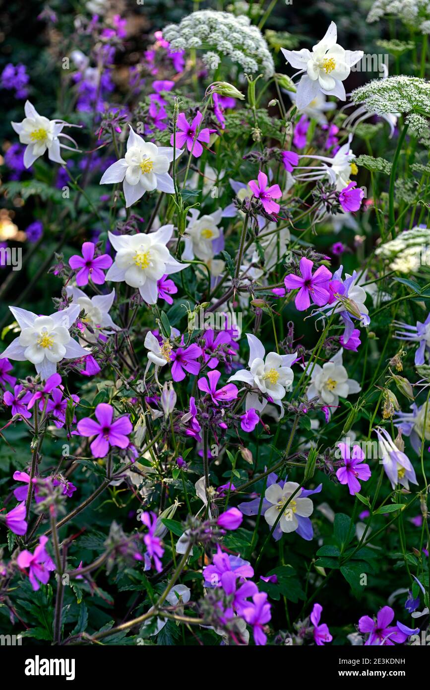 Aquilegia x hybrida Blue Star,Long-Spured Columbine,Geranium palmatum ...