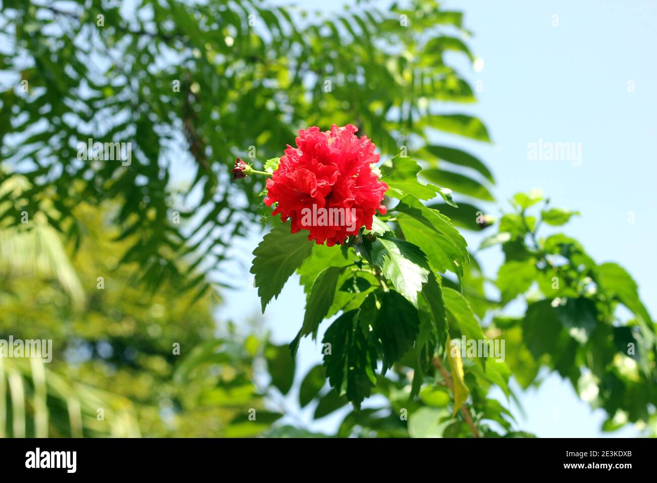 Pokuru wada hi-res stock photography and images - Alamy