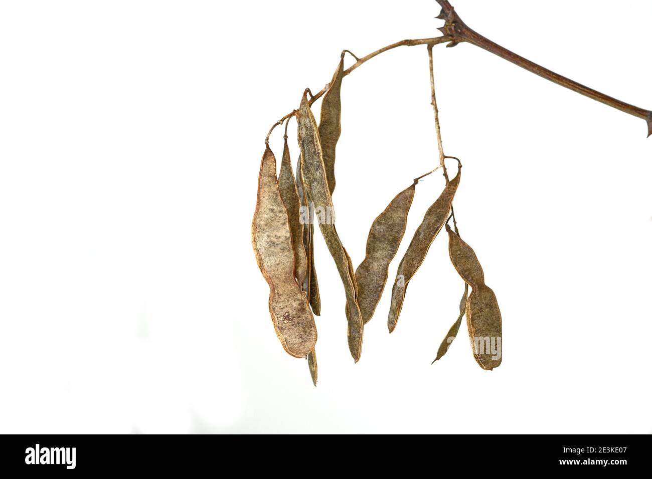 acacia seeds isolated on white background Stock Photo - Alamy