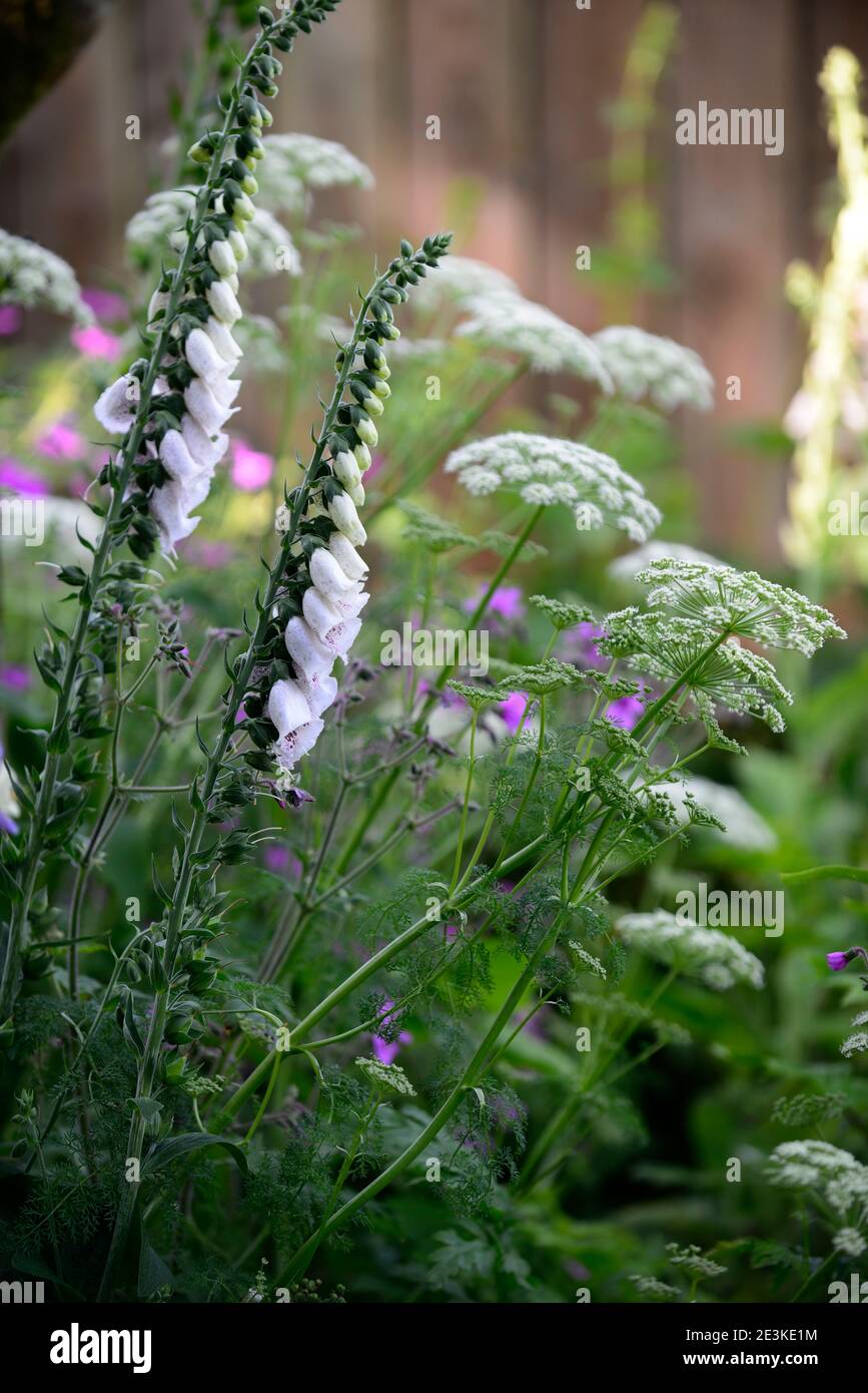 Digitalis dalmation white flowers hi-res stock photography and images ...