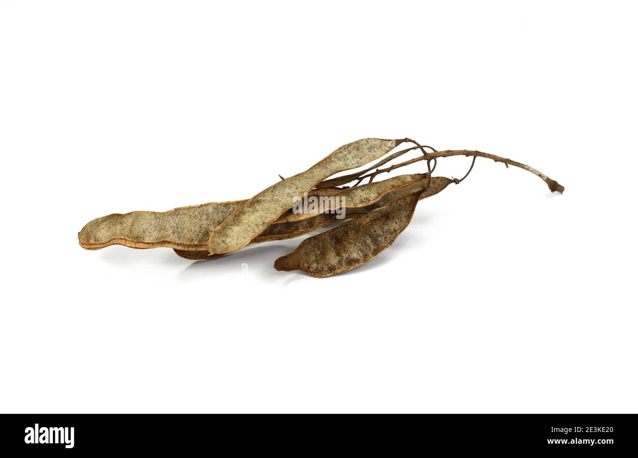 acacia seeds isolated on white background Stock Photo - Alamy