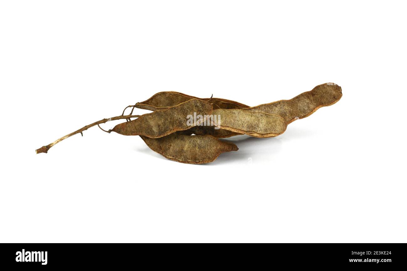 acacia seeds isolated on white background Stock Photo - Alamy