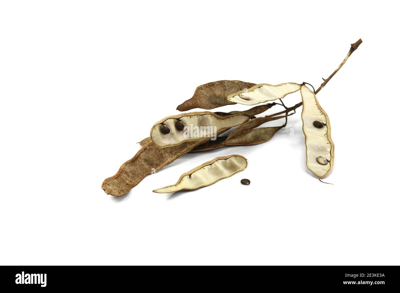 acacia seeds isolated on white background Stock Photo - Alamy