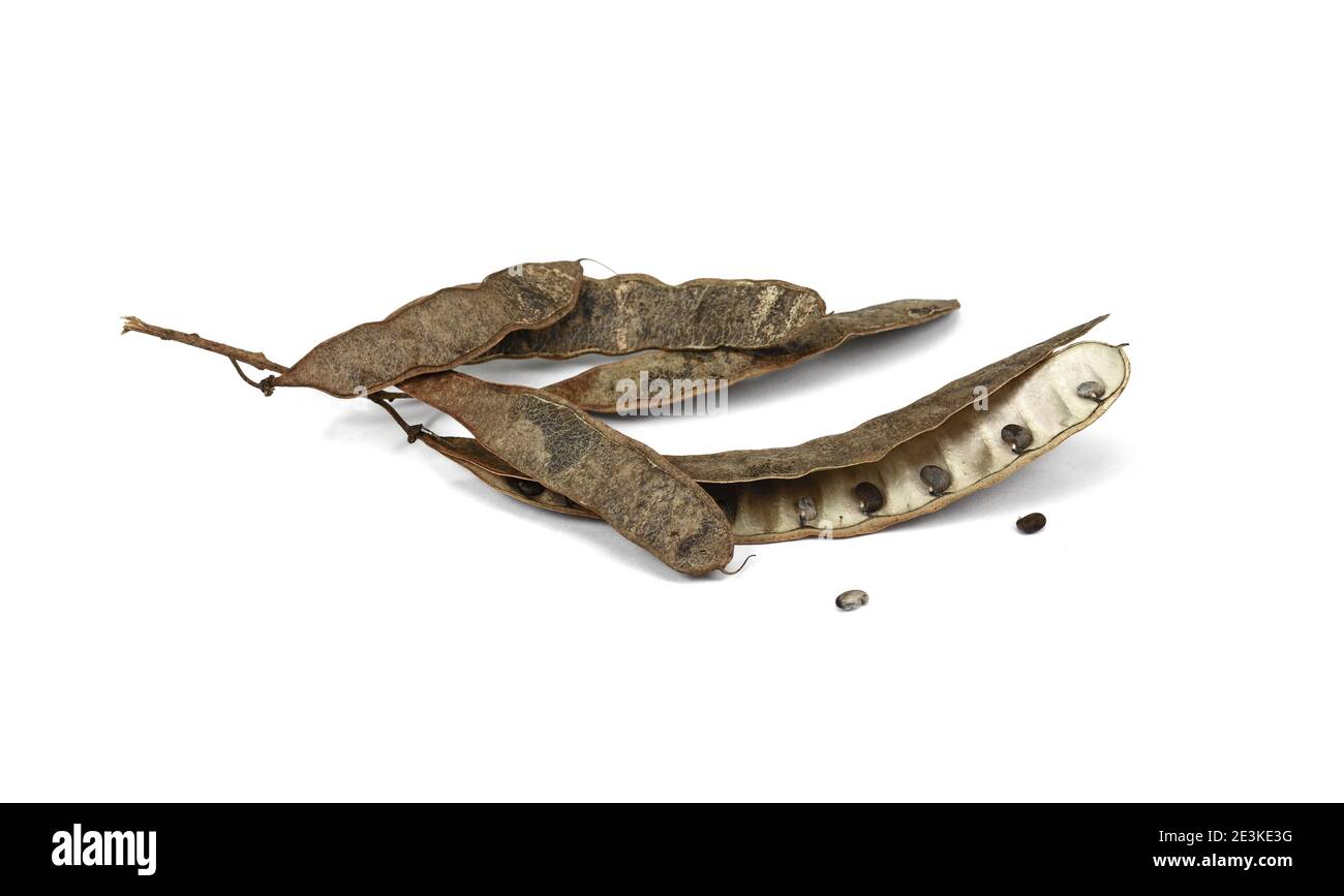 acacia seeds isolated on white background Stock Photo - Alamy