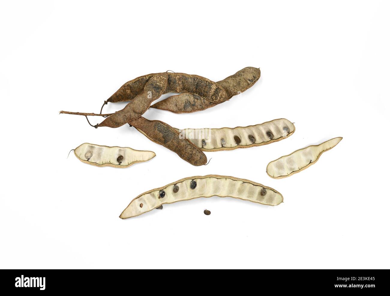 acacia seeds isolated on white background Stock Photo - Alamy