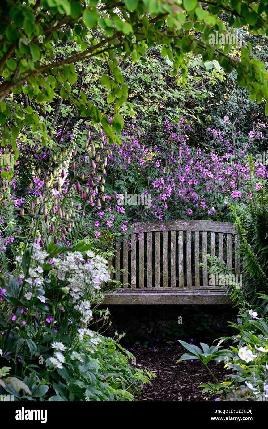 garden seat,seating,astrantia,anemone,Geranium palmatum,protected ...