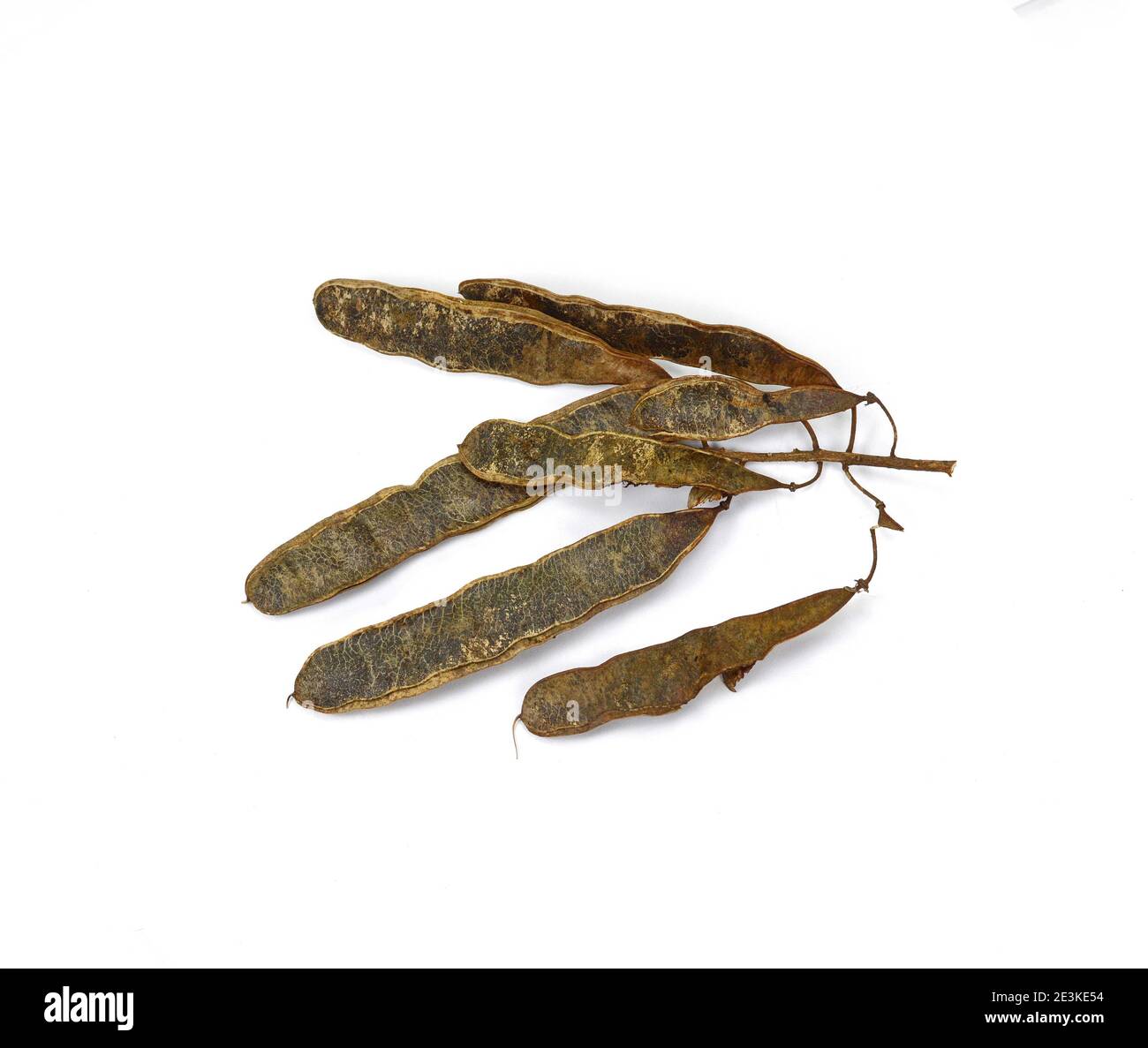 acacia seeds isolated on white background Stock Photo - Alamy